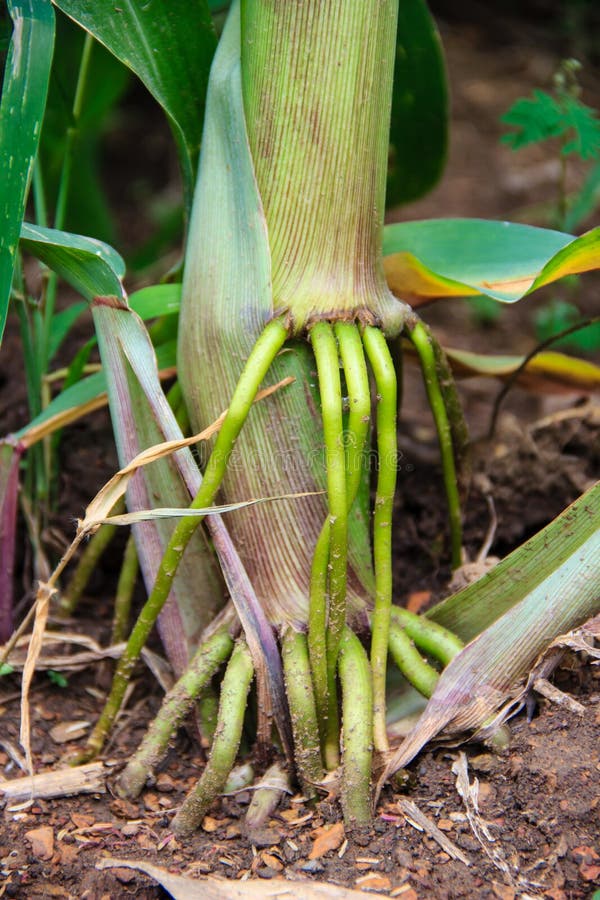 Corn root stock photo. Image of environment, closeup - 32580980
