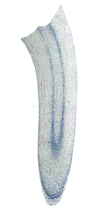 Corn root tip micrograph stock photo. Image of flora - 46947642