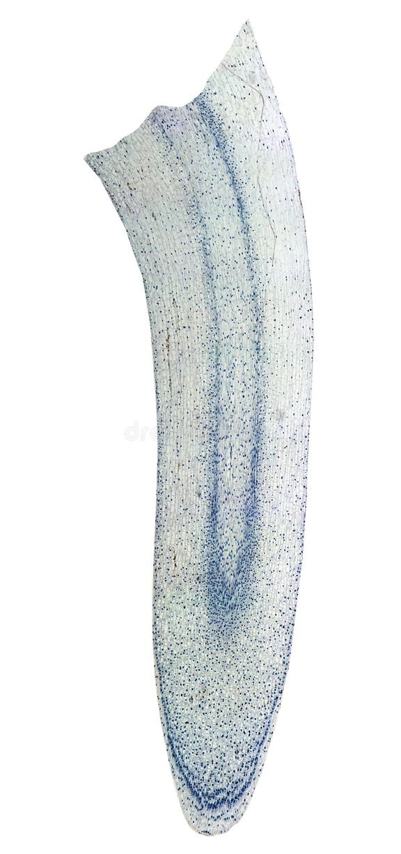 Corn root tip micrograph stock photo. Image of flora - 46947642