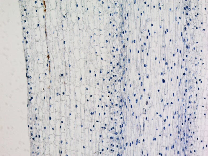 Corn Root Microscope