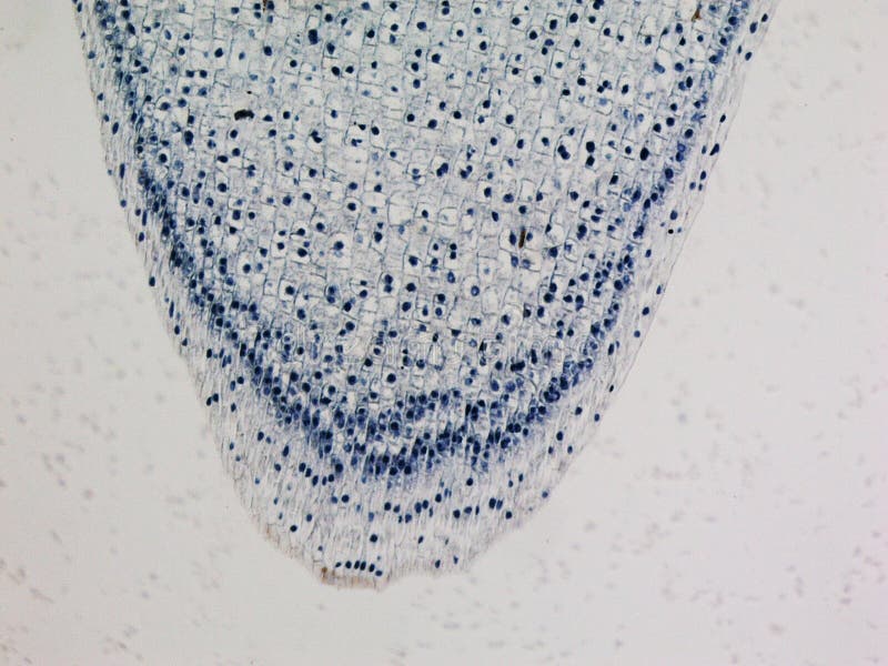 Corn root tip micrograph stock photo. Image of microscope - 47984618