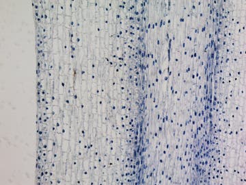 Corn root tip micrograph stock image. Image of micrograph - 48457873