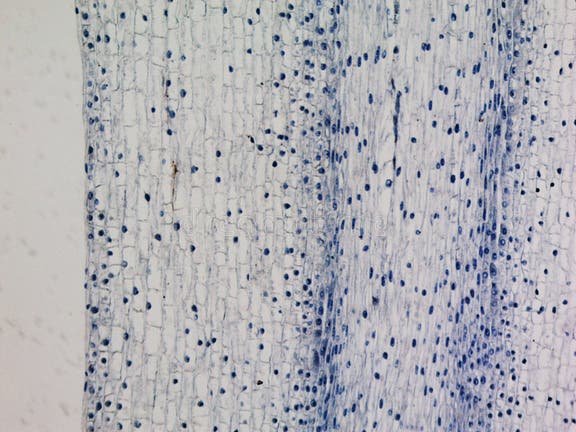 Corn root tip micrograph stock image. Image of micrograph - 48457873