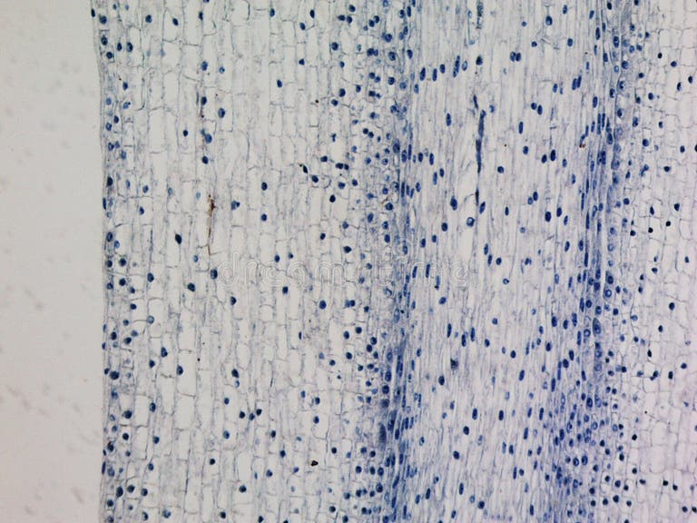 Corn root tip micrograph stock image. Image of micrograph - 48457873