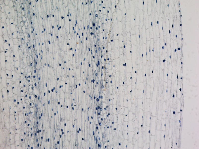 Corn root tip micrograph stock photo. Image of research - 48464758