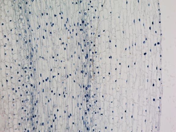 Corn root tip micrograph stock photo. Image of research - 48464758