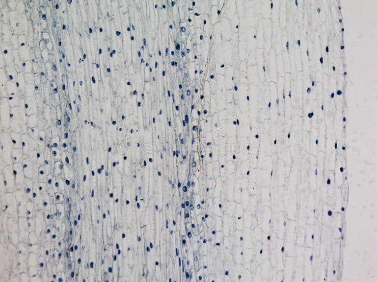 Corn root tip micrograph stock photo. Image of research - 48464758