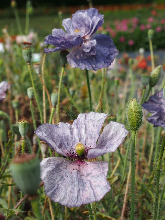 Corn rose stock photo. Image of plant, flower, gardening - 94459328