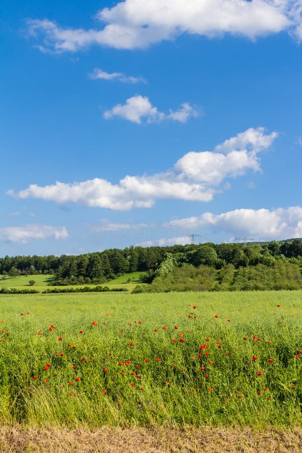 Corn rose on a field stock photo. Image of field, meadow - 94987776