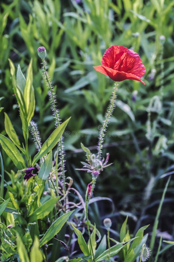 3,939 Corn Rose Flower Stock Photos - Free & Royalty-Free Stock Photos ...