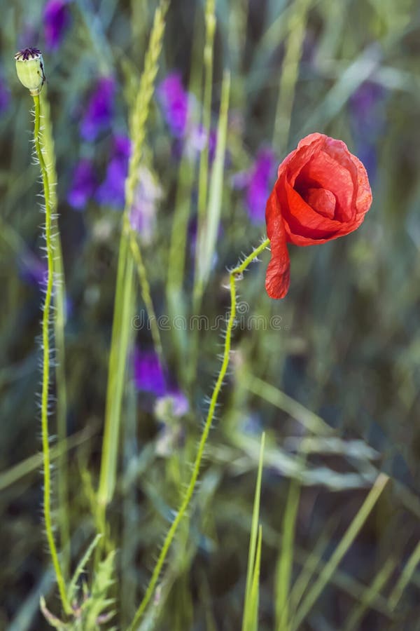 Corn Rose Flower stock photo. Image of leaves, field - 33223712