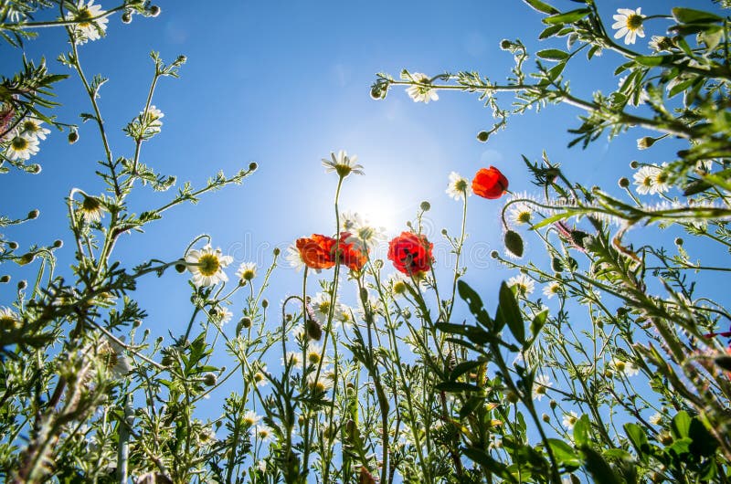 Corn rose stock photo. Image of meadow, corn, colorful - 40976192