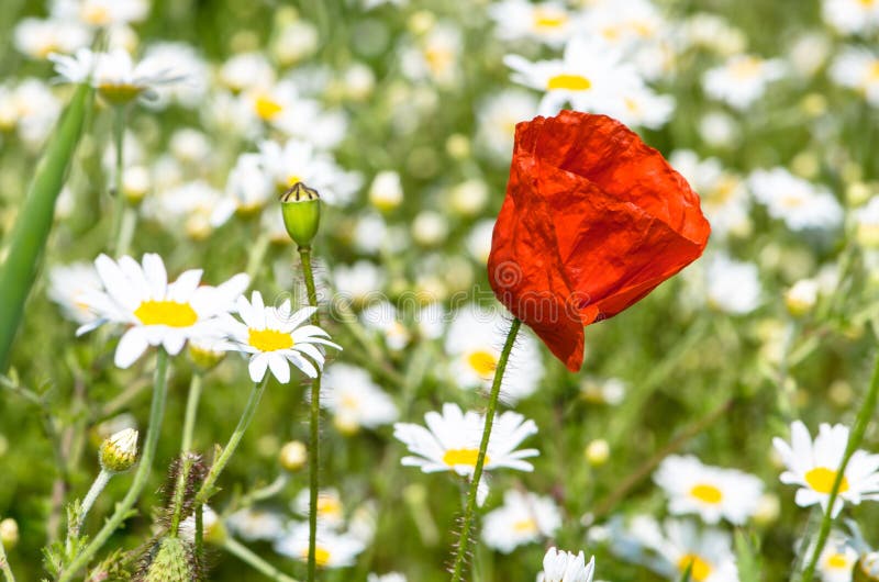 Corn rose stock photo. Image of floral, mothers, invitation - 40976274