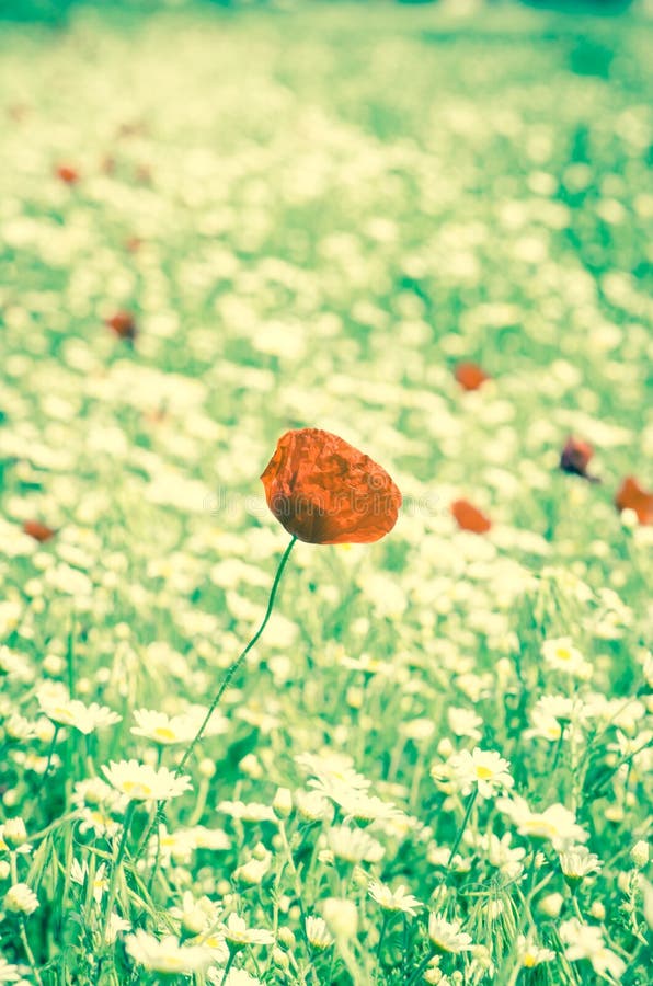 Corn rose stock image. Image of green, valentines, white - 40976241