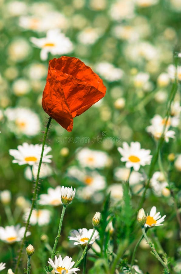 Corn rose stock image. Image of daisy, bright, vivid - 40976279
