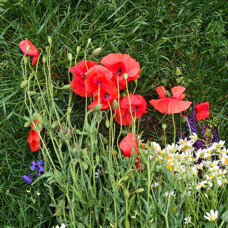 Corn rose stock photo. Image of plant, flower, gardening - 94459328