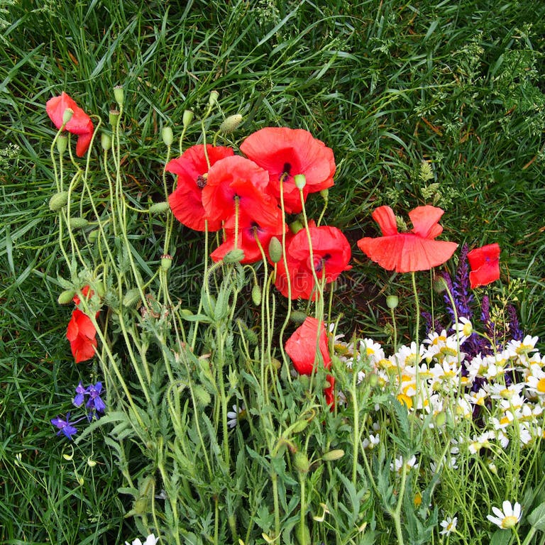 Corn roses stock photo. Image of gardening, field, flower - 67971778