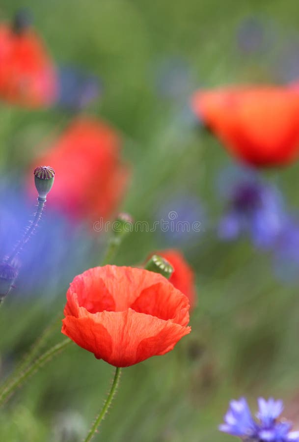 Corn roses stock photo. Image of gardening, field, flower - 67971778
