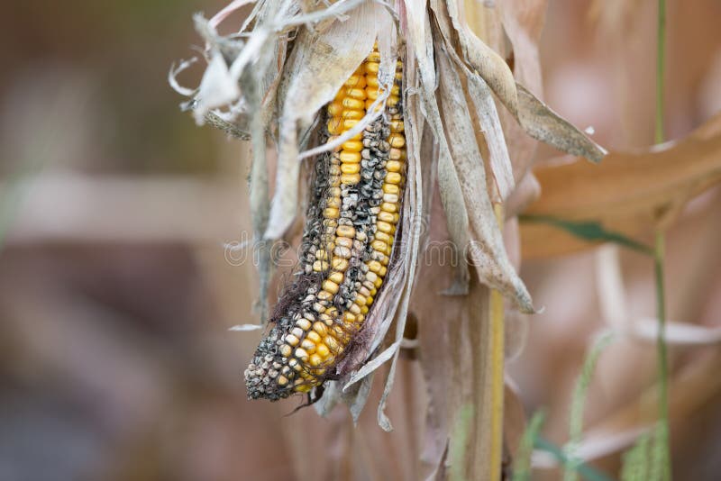 Corn rot disease stock photo. Image of agribusiness, mold - 99739434