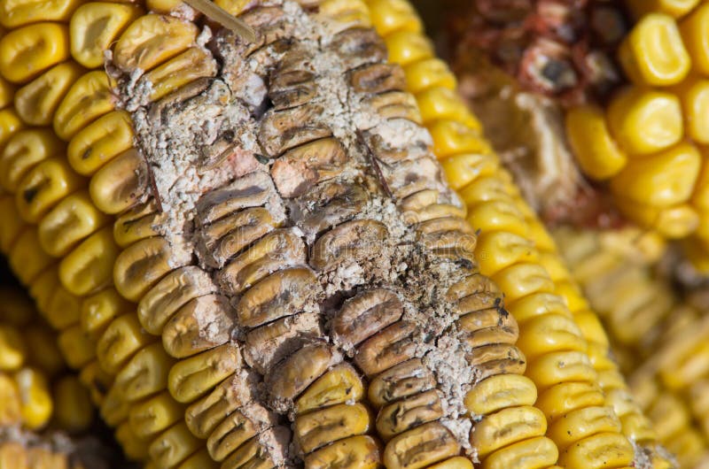 Corn rot stock image. Image of ears, harvest, kernel - 33752341