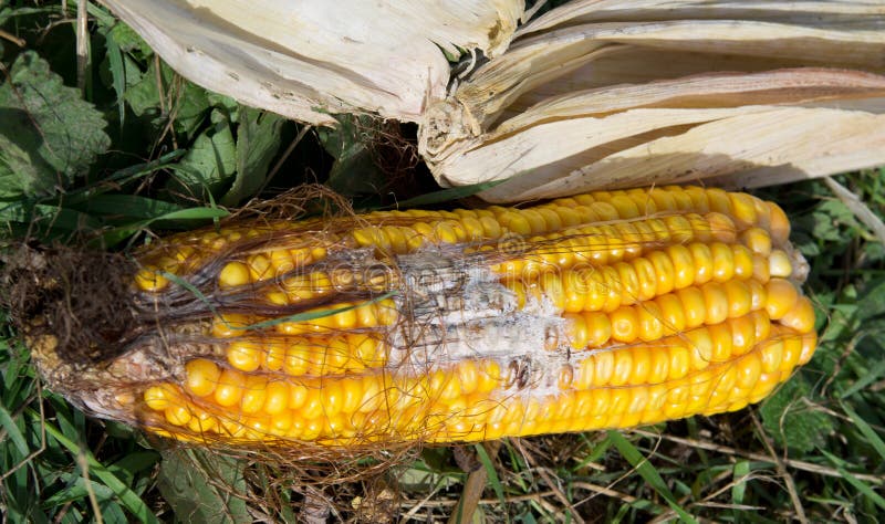 Corn rot stock image. Image of business, corn, decorative - 33759663