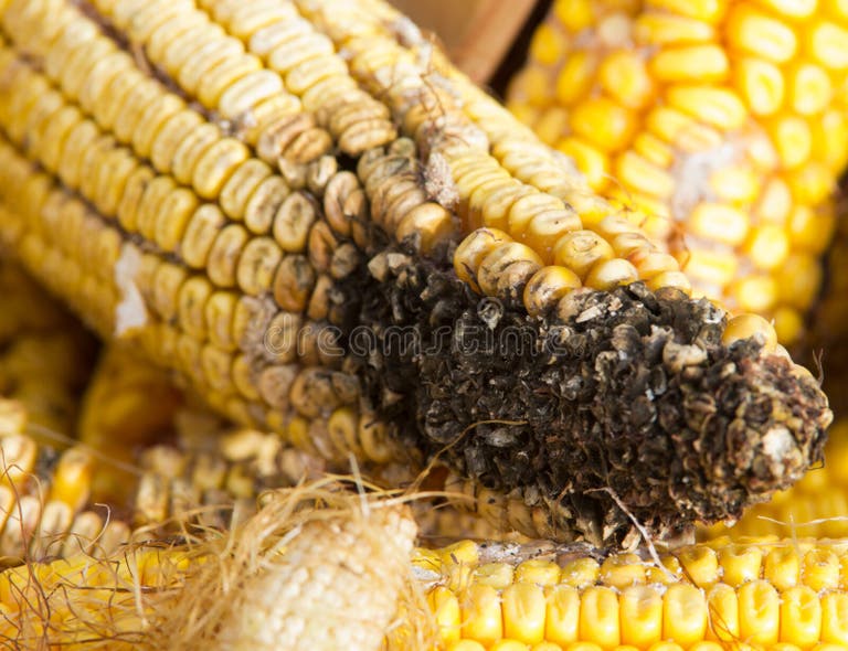 Corn rot stock image. Image of nigrospora, mildew, farm - 33752695