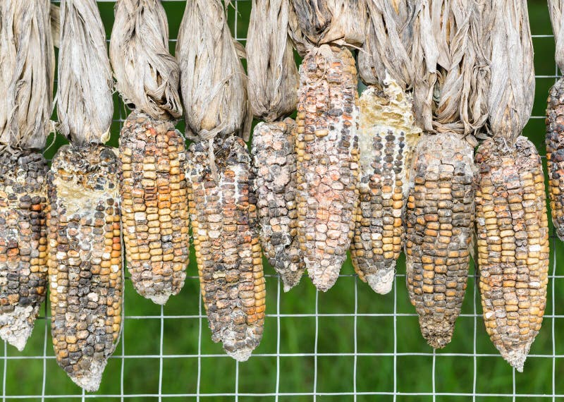 Fusarium Corn Rot Stock Photos - Free & Royalty-Free Stock Photos from ...