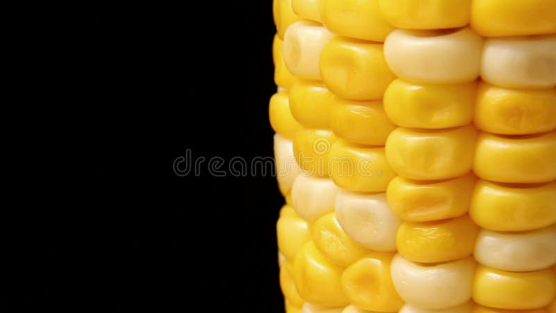 Corn Rotates on a Black Background. Looped Video Stock Video - Video of ...
