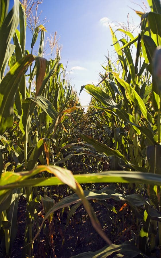 Edge of corn field stock photo. Image of corn, young, green - 184492
