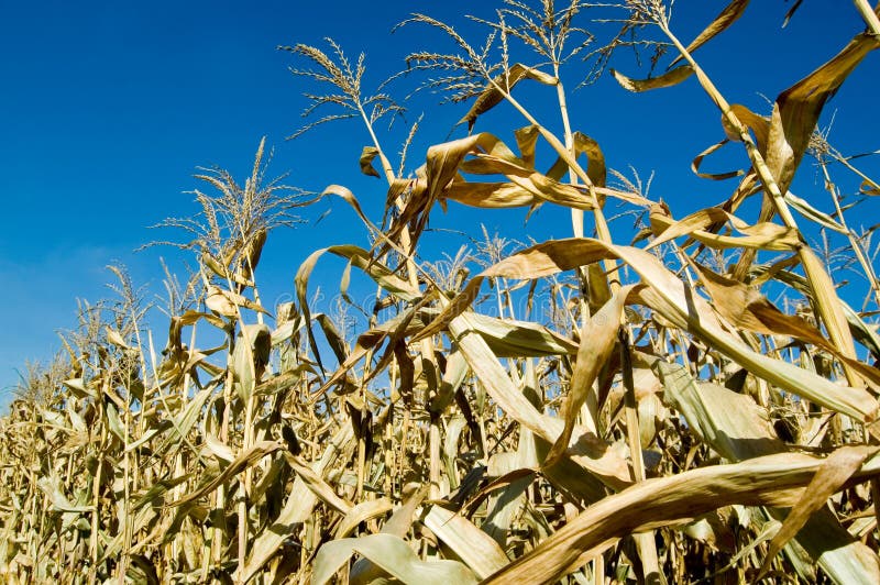 Corn Row stock photo. Image of botany, nature, botanical - 1413768