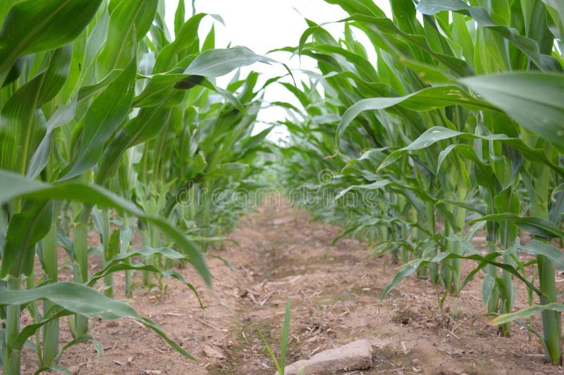 588 Inside Corn Field Stock Photos - Free & Royalty-Free Stock Photos ...