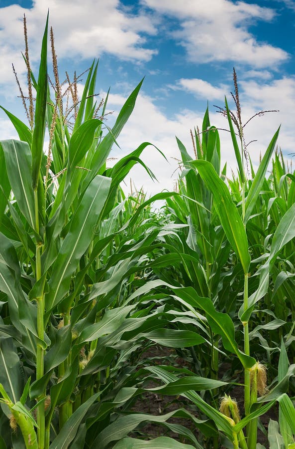 Corn Row stock image. Image of grain, harvest, outdoors - 34501997