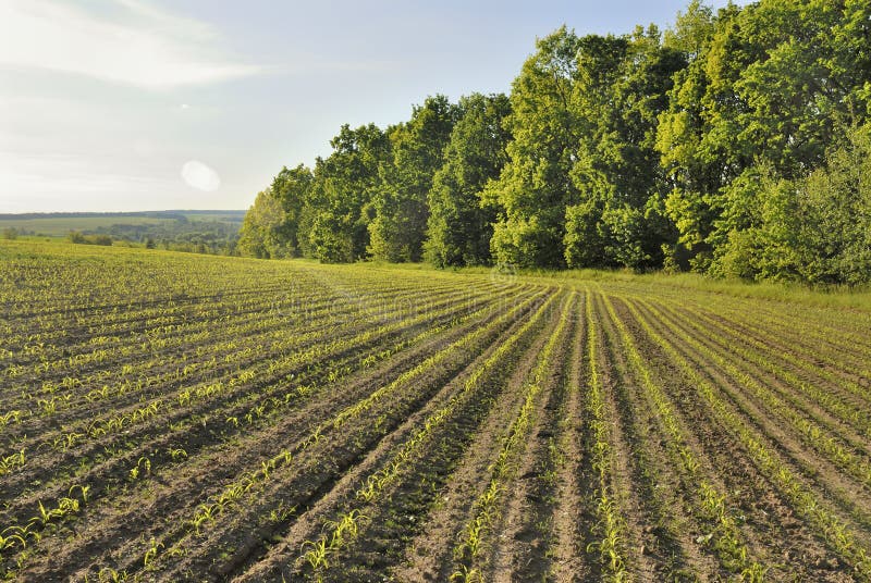 Corn row near forest stock image. Image of country, farming - 71876869