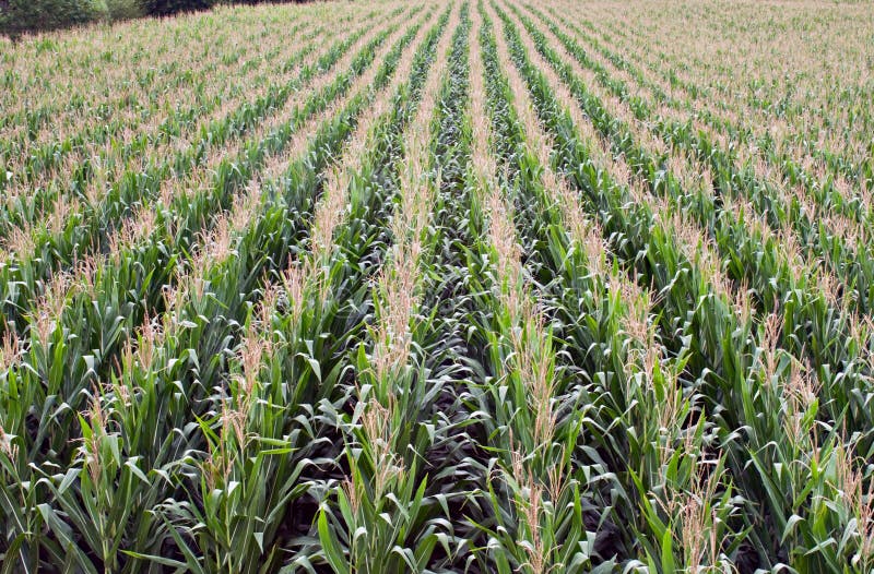 Maize or Corn Farm Field Plants Stock Photo - Image of farm, plant: 468658