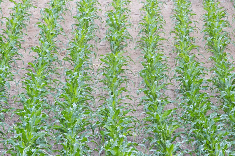 Corn Rows stock image. Image of food, sprouting, young - 25427485