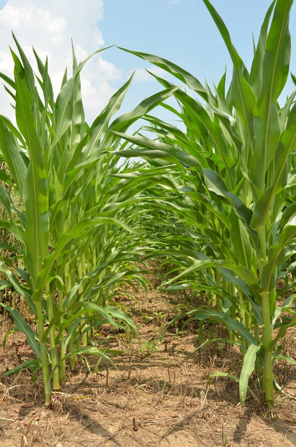 Corn Rows stock image. Image of corn, maze, garden, rows - 25840201