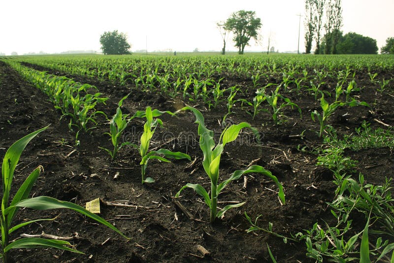 Corn rows stock photo. Image of growing, countryside, sprout - 2956210