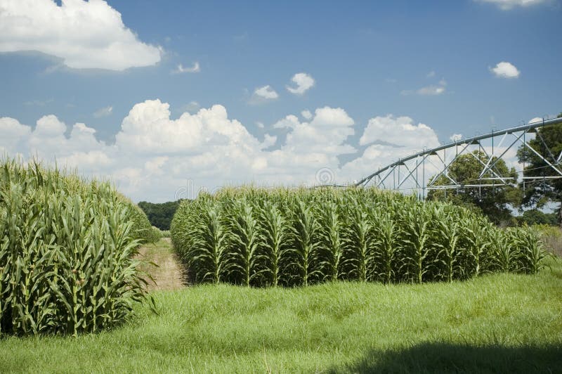 Corn Rows 3 Picture. Image: 824926