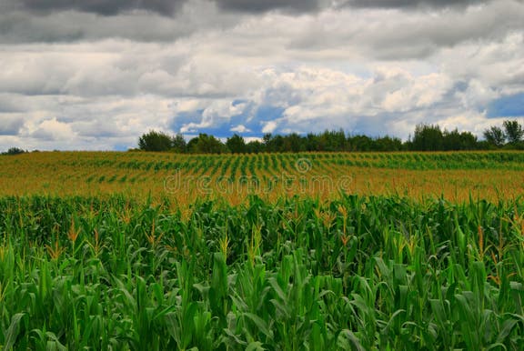 Corn Rows stock photo. Image of leaves, crop, rows, trees - 6025882