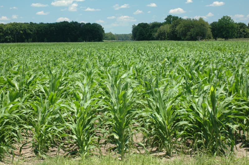 Corn Rows of Dry Dusty Desert Farm Stock Image - Image of cereal, dirt ...