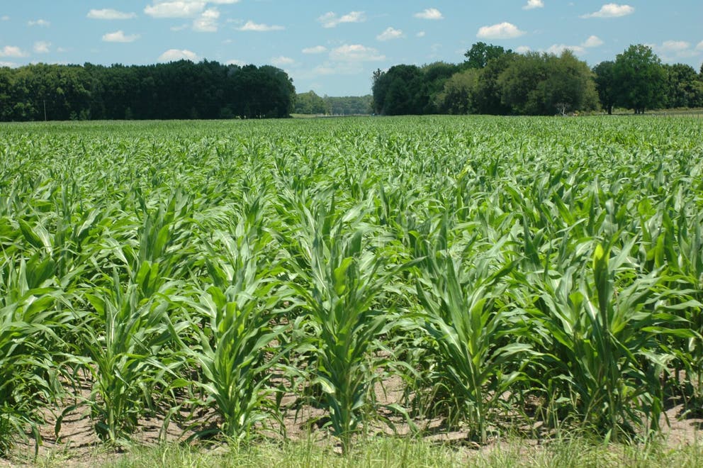 Corn_rows stock image. Image of agronomy, field, farm, spring - 783743