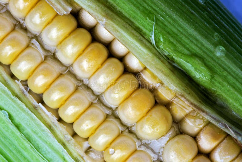 Corn rows closeup stock image. Image of maiz, eating - 237939421