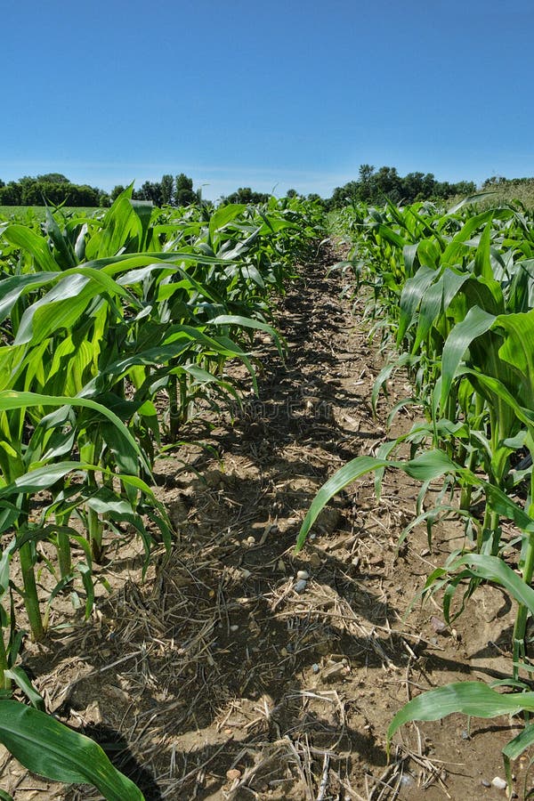 Corn Rows stock photo. Image of vertical, crop, foot - 41838176