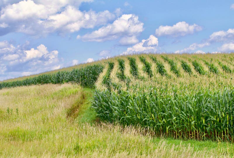 Corn Rows of Dry Dusty Desert Farm Stock Image - Image of cereal, dirt ...