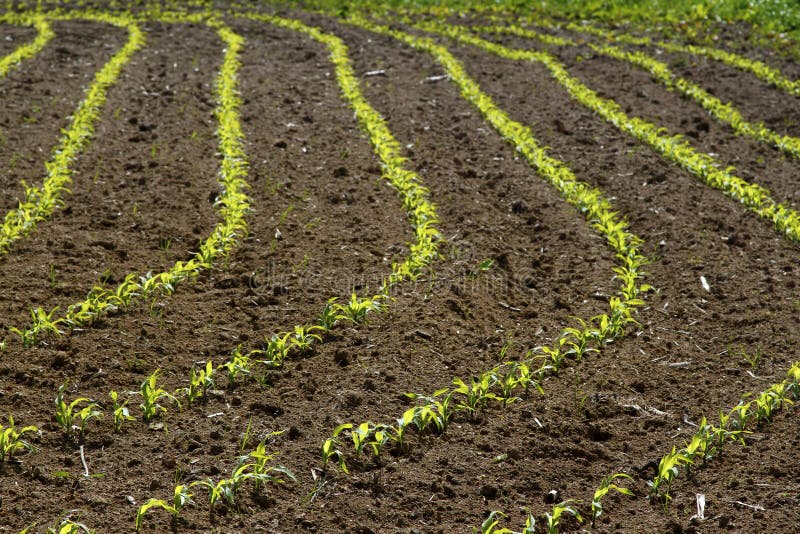 Corn rows stock image. Image of cultivated, outdoor, field - 53637087