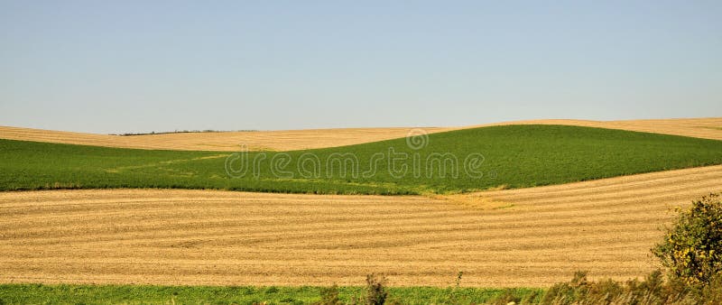 Corn Rows stock photo. Image of agriculture, rolling - 61377192