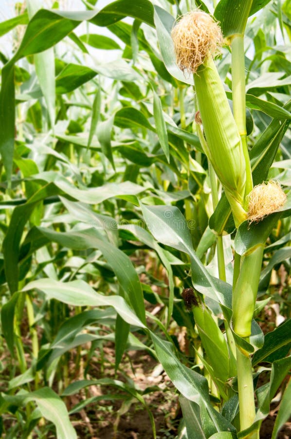 Long corn row stock photo. Image of farm, forest, agricultural - 57567946