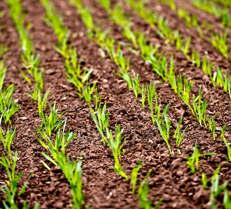 Corn Rows stock photo. Image of natural, full, rural - 70443164