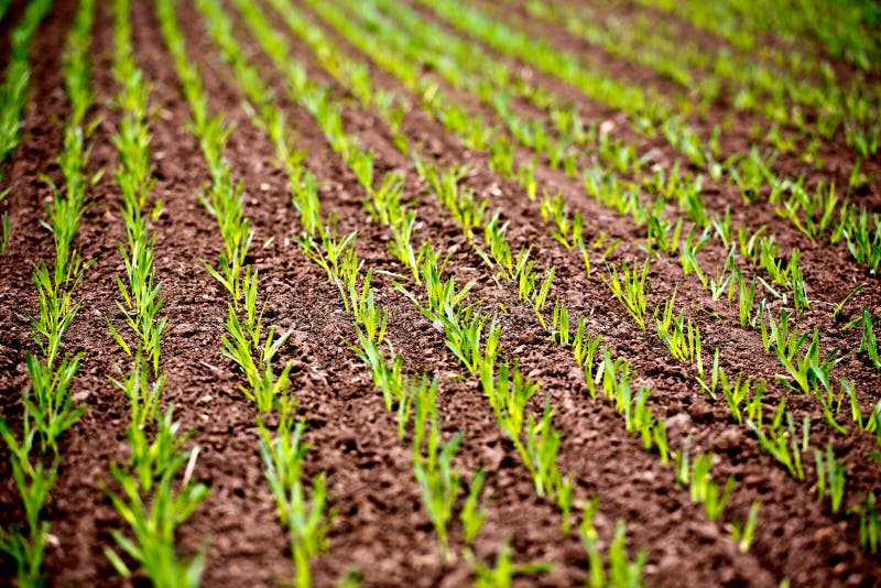 Corn_rows stock image. Image of agronomy, field, farm, spring - 783743