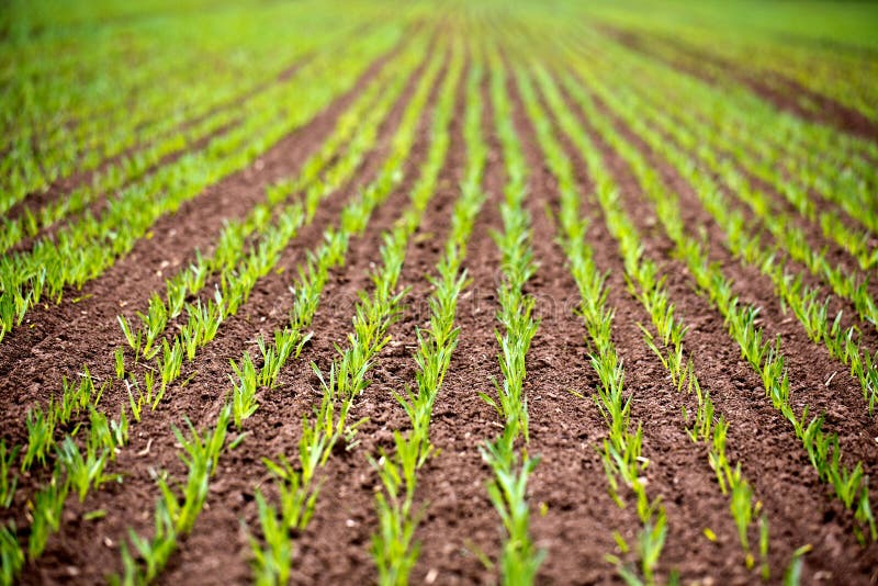 Corn Rows stock image. Image of ground, corn, meadow - 71325173